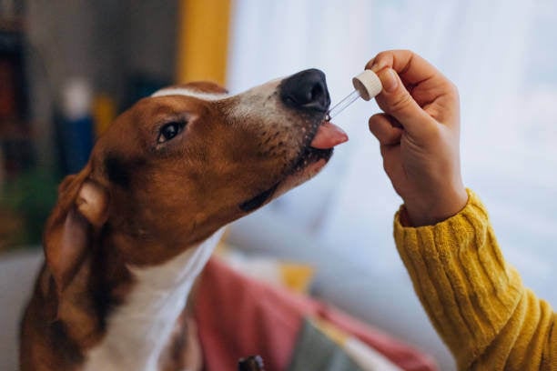 How to Choose Supplements for Your Furry Friend