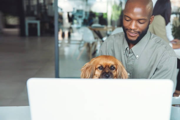 Pet-Business Marketing: How to Create a Pawsitively Engaging Website