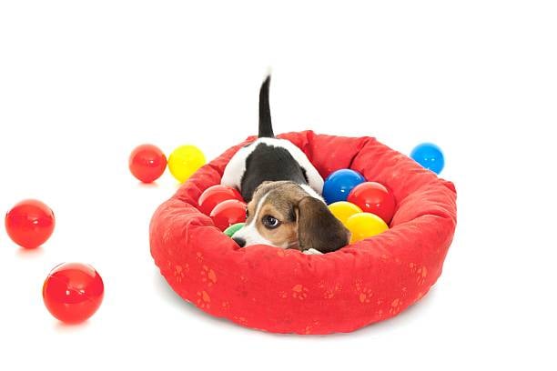 Harvest Celebrations: 10 Ideas for Dog Daycares and Kennels