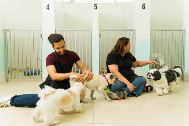 Stress Management in Dogs: Tips for Boarding Facilities