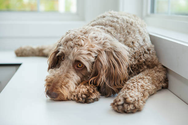 Anxiety in Dogs: Signs, Causes, and Treatment Methods