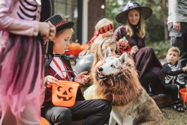 7 Ideas for Pet-Friendly Fall Activities | Gingr