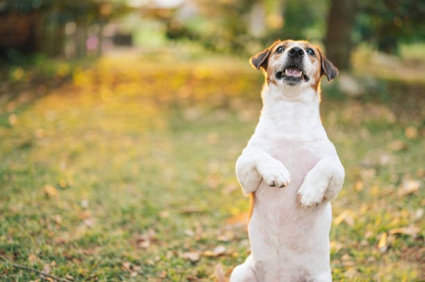 10 Fun and Useful Tricks to Teach Your Dog