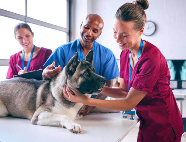 Expanding Services: When and How for Pet-Care Businesses