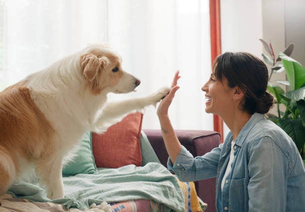 How to Leverage Customer Feedback for Your Pet-Care Business