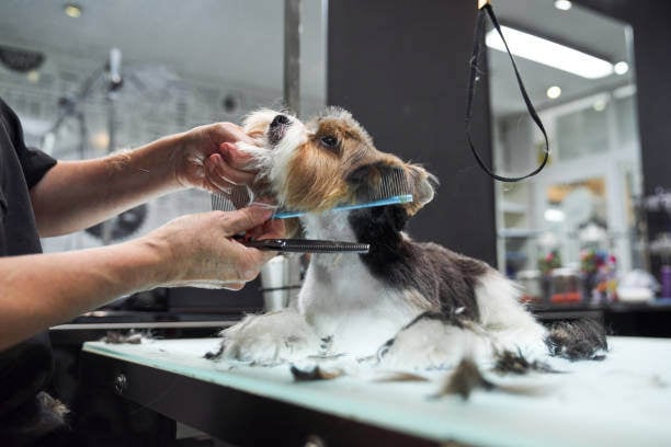 A Groomer’s Toolkit: The Key Assets Behind Perfect Pet Coats