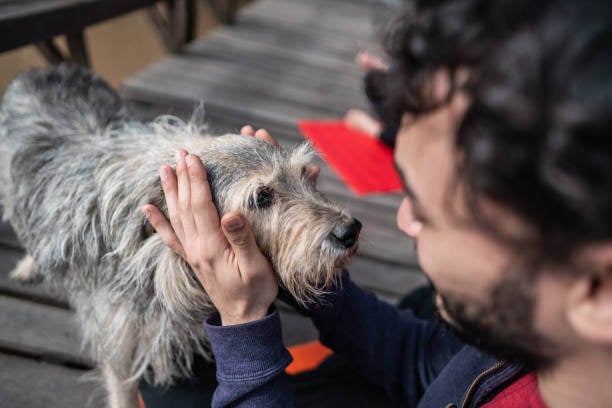 Will Robots Play a Role in the Pet-Care Industry? Let’s Talk About It