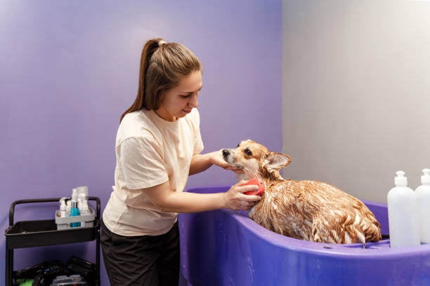Safety Considerations for Pet Groomers