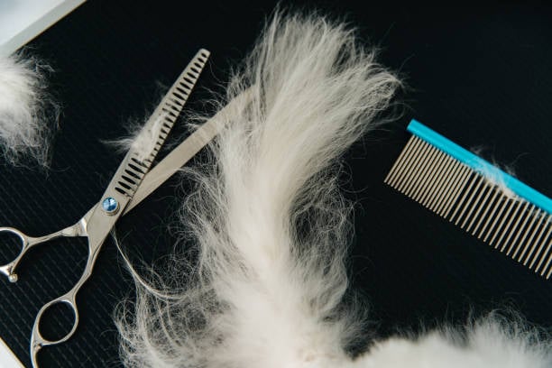 Choosing the Pawfect Pet Grooming Shear