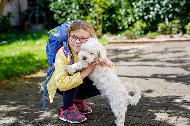 Bark to School! How Dog Trainers Can Tap Into the Season | Gingr