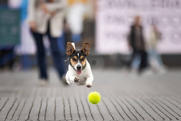 Fun Ways to Celebrate National Dog Day at Your Daycare
