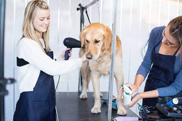 6 Training Tips and Resources for Groomers