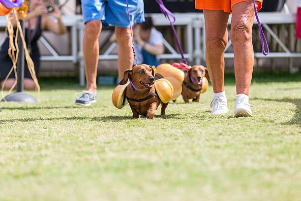 Hosting Charity Events at Your Dog Daycare or Kennel