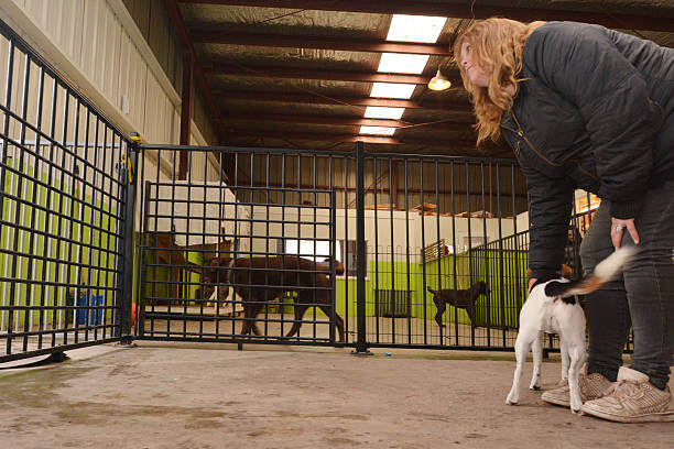 Starting a Dog Daycare: Everything You Need to Know