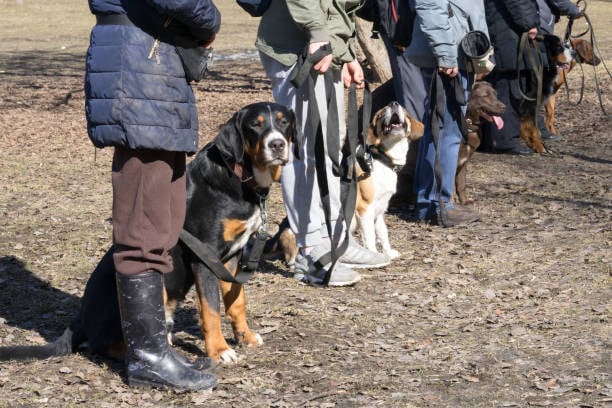 Setting Up a Profitable Dog Training Business: Pricing Strategies That Work