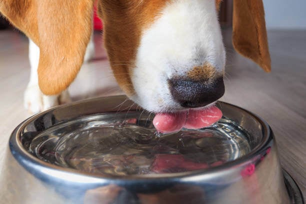 8 Tasks to Include On Your Daily Kennel Staff Checklist