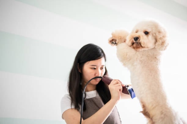 Make Retail Integration for Pet Grooming Simple at Your Salon | Gingr