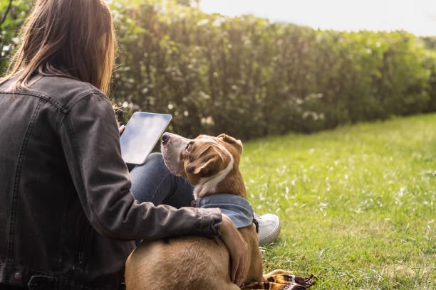 Gingr Insights: Tracking Dog Behavior Over Time