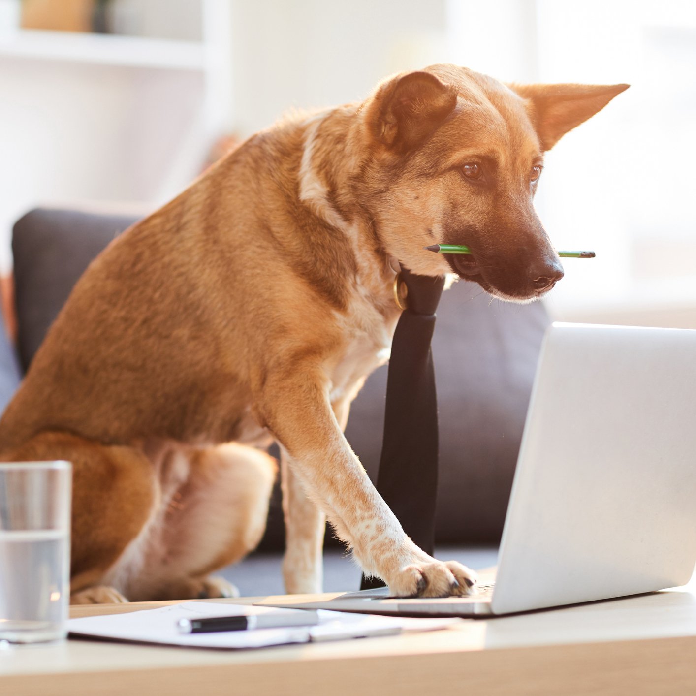 Integrated Payment Processing | Gingr