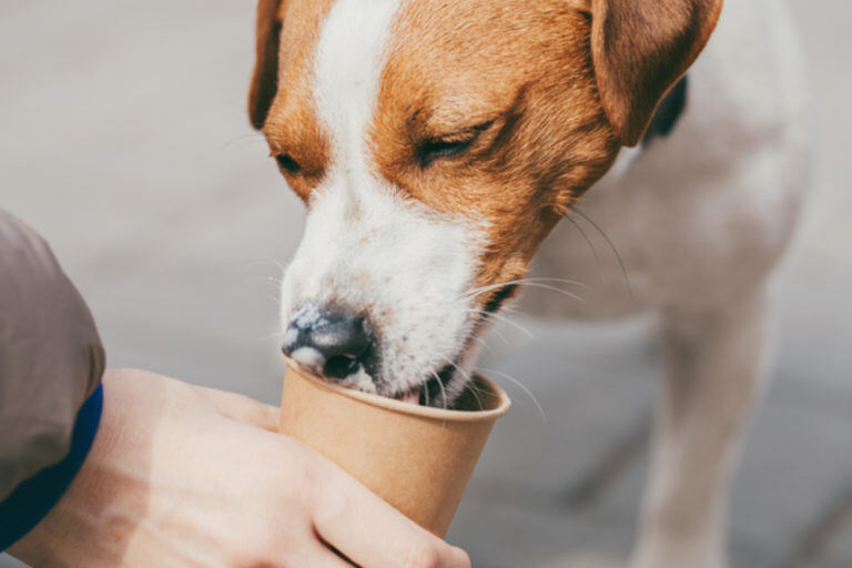 Pup Cups: Everything You Need to Know