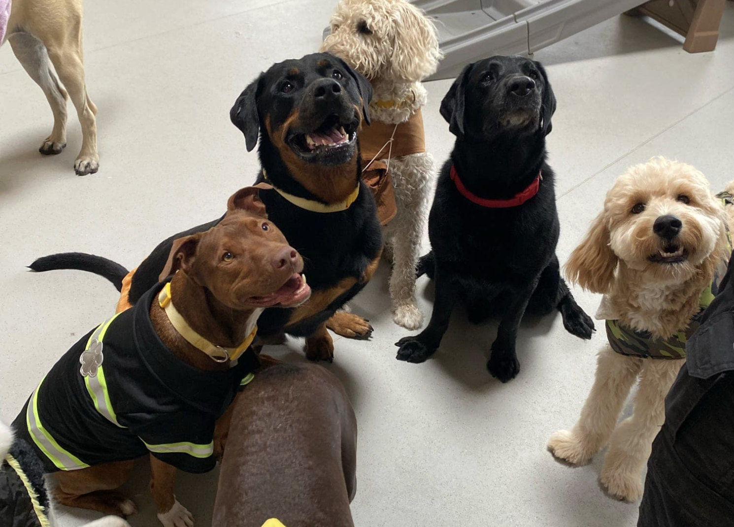 Paw-sitive Growth: How Tails of Hawaii Thrives With Gingr