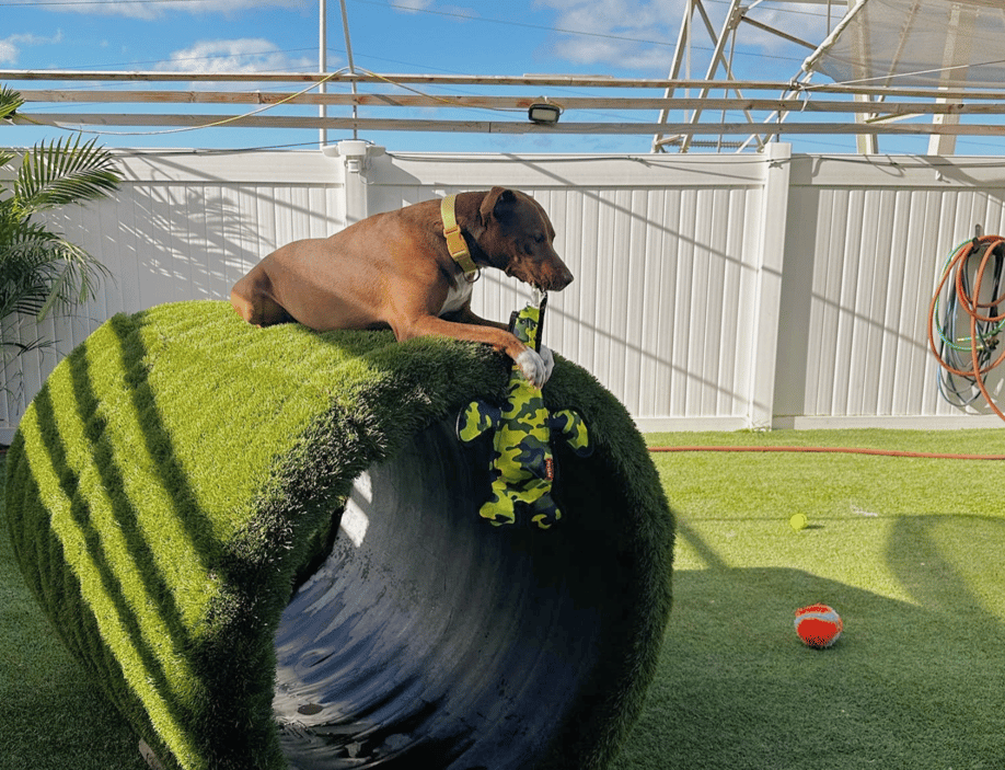 Paw-sitive Growth: How Tails of Hawaii Thrives With Gingr