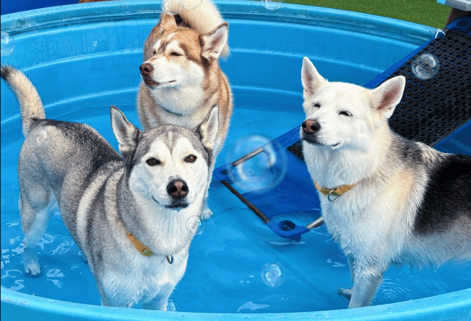Paw-sitive Growth: How Tails of Hawaii Thrives With Gingr